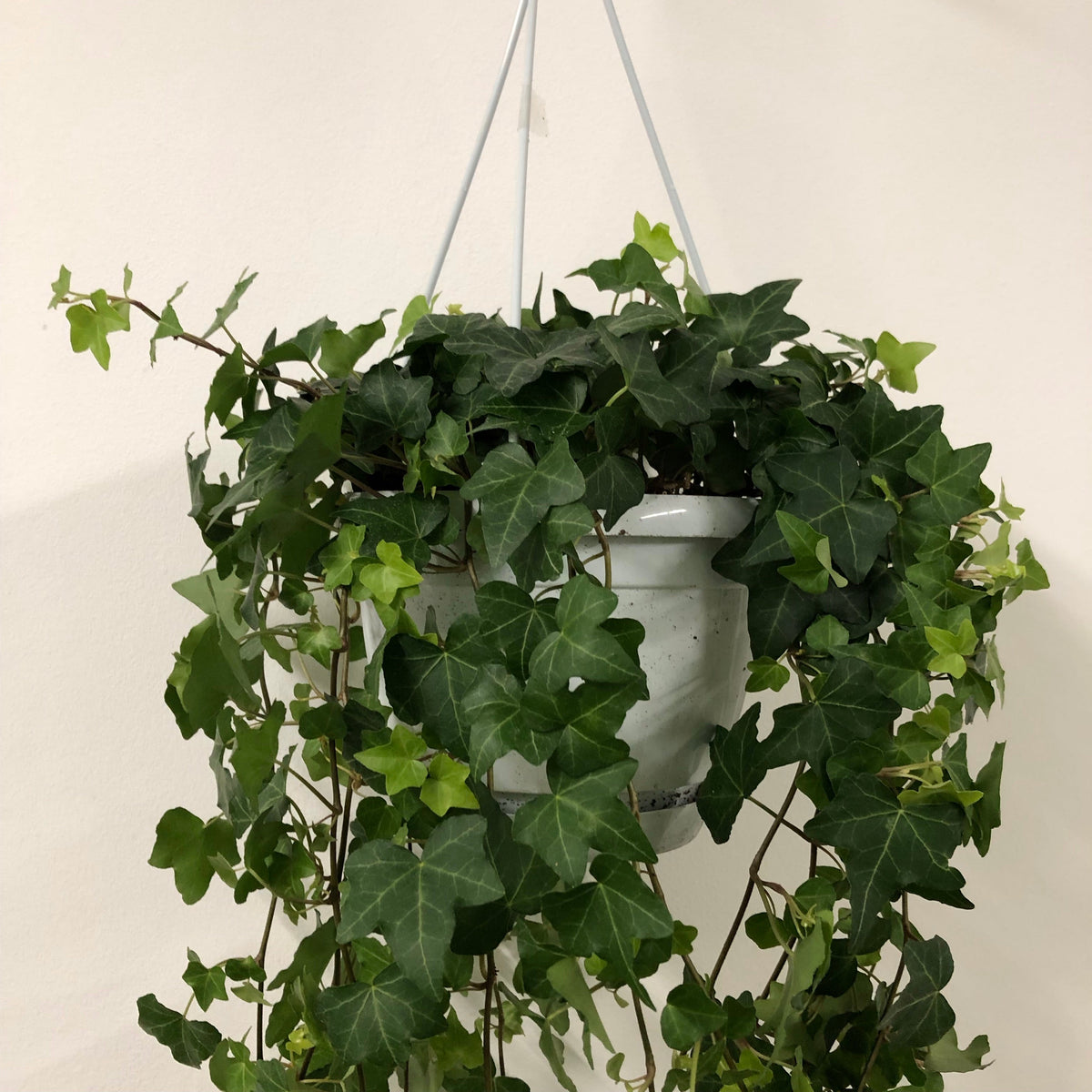 Hedera Helix - Ivy, 24cm pot. – Cornercopia Store