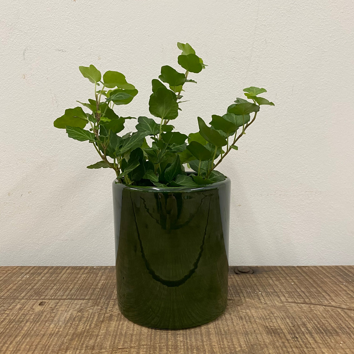 Hedera helix - Ivy, 9cm Pot – Cornercopia Store