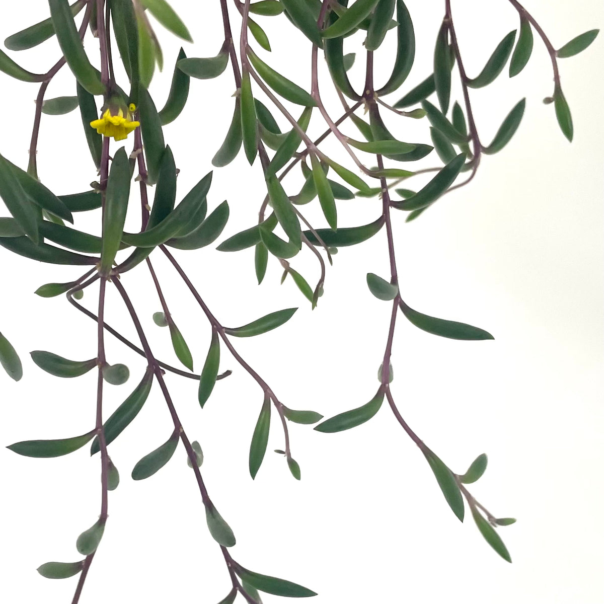 Senecio Purple Flush - String of Bananas, 12cm Pot – Cornercopia Store